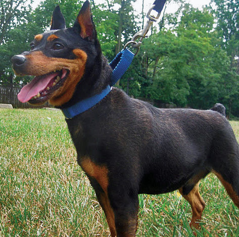 The Language of Dogs | SPCA of Northern Virginia