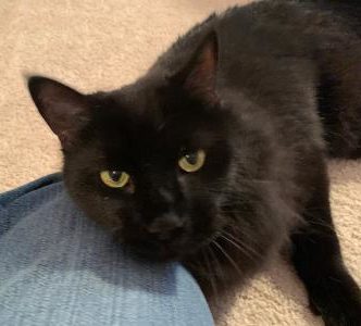 Amber and Duncan | SPCA of Northern Virginia